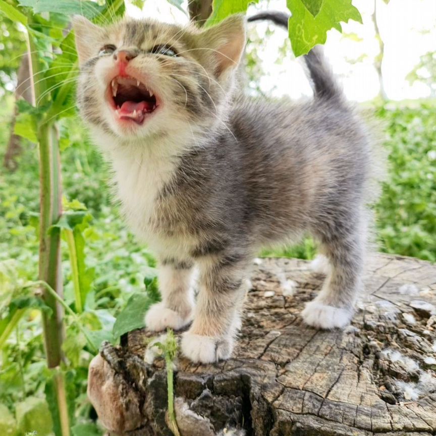 Котята в добрые руки бесплатно