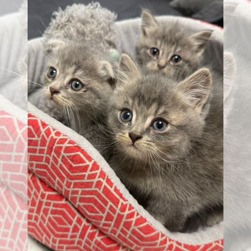 Шотландский вислоухий длинношёрстный котёнок