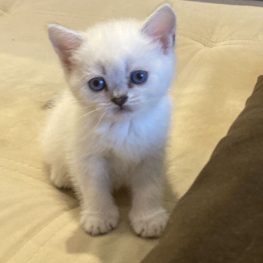 Продам котят серебристой шиншиллы