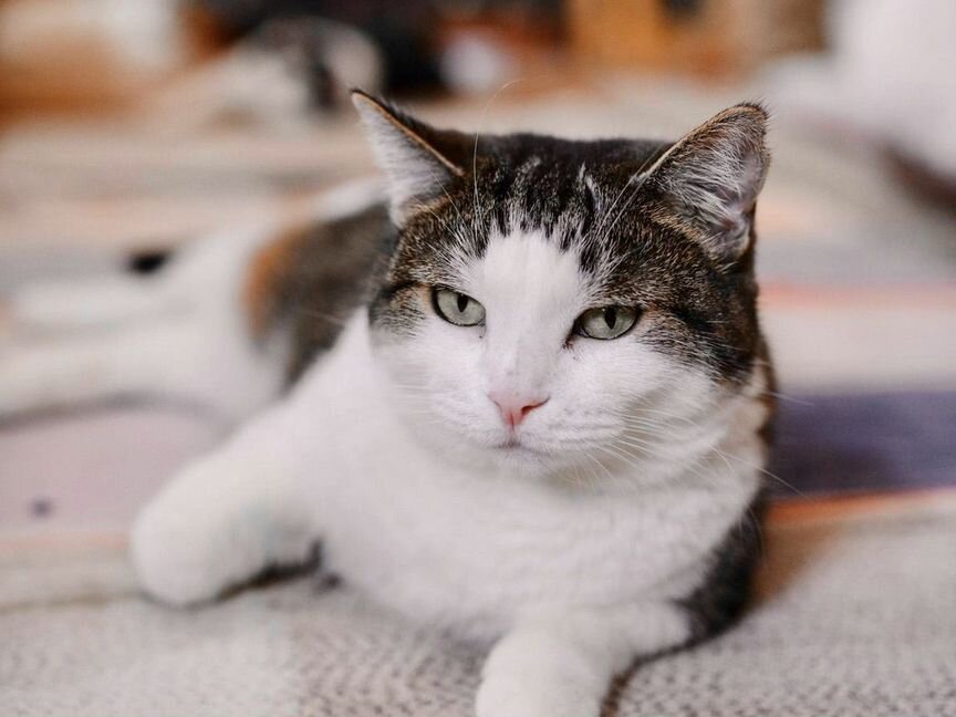 Милейшая Калипсо очень хочет найти дом