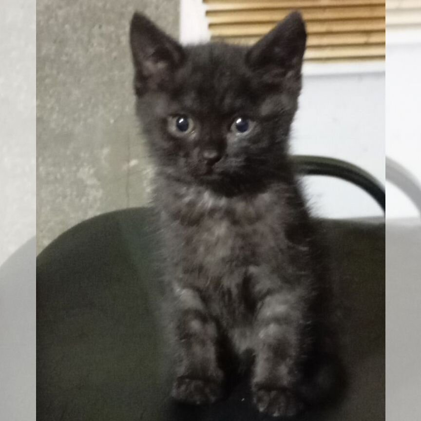 Котята метисы