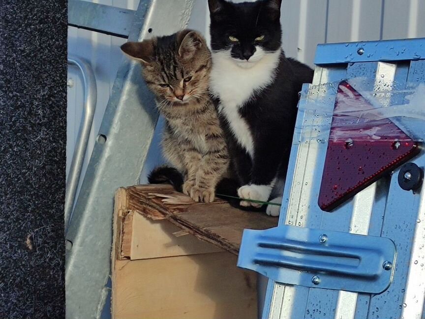 Котята в добрые руки бесплатно