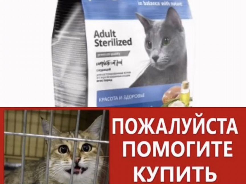 Бездомным животным нужен корм. Помогите