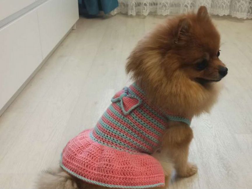 Одежда для собак мелких пород