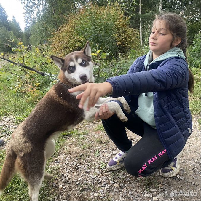 Шенок хаски, девочка, примерно 5-6 месяцев