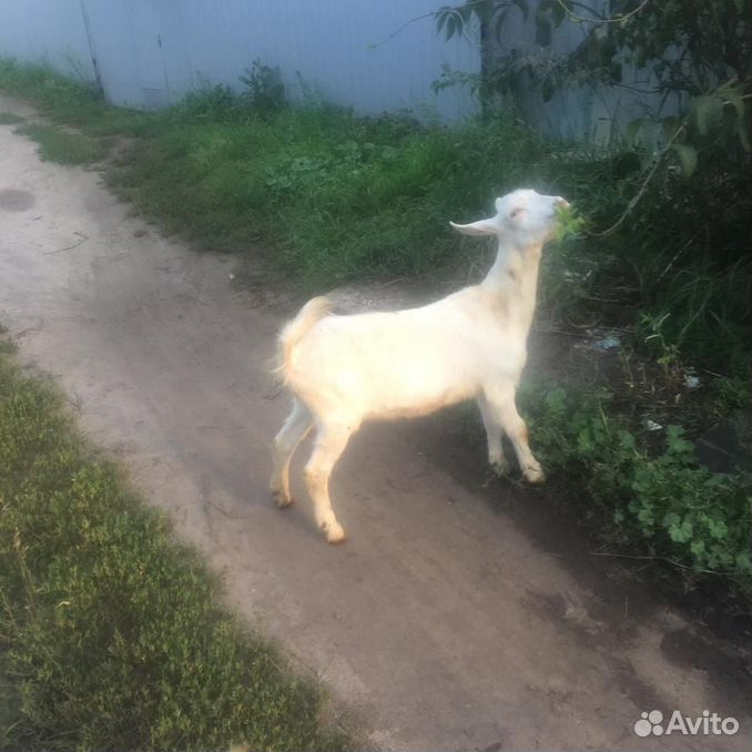 Молочные козочки