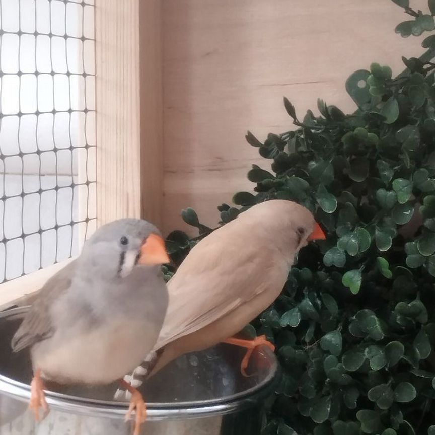 Зебровые амадины