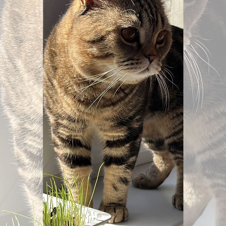 Шотландский кот