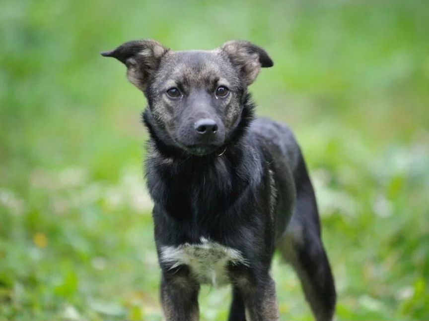 Ищет дом собаченька