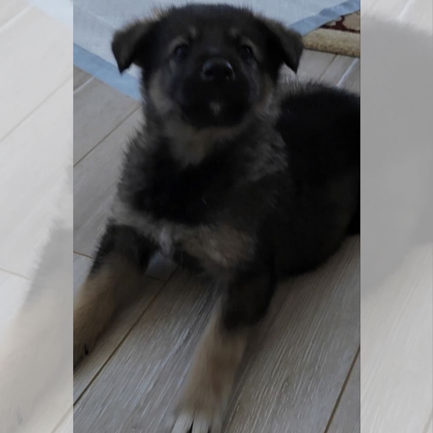 Щенок в добрые руки