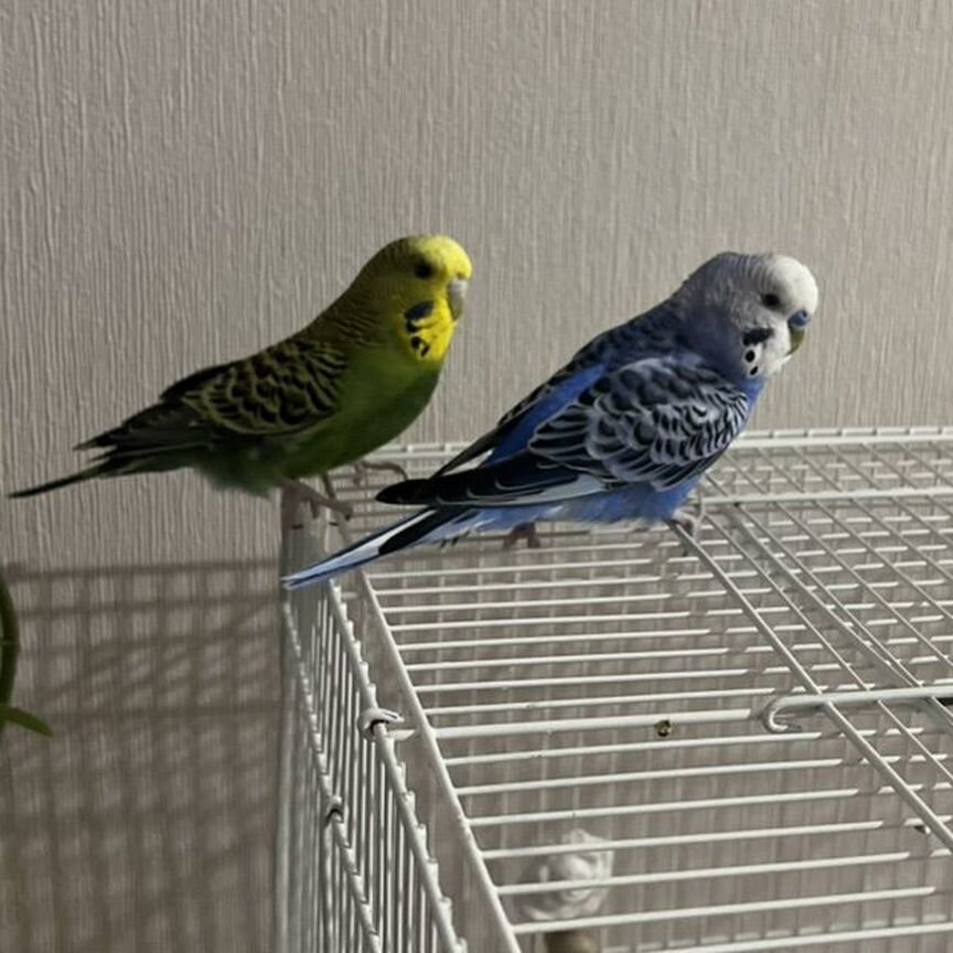 Волнистые попугаи с клеткой