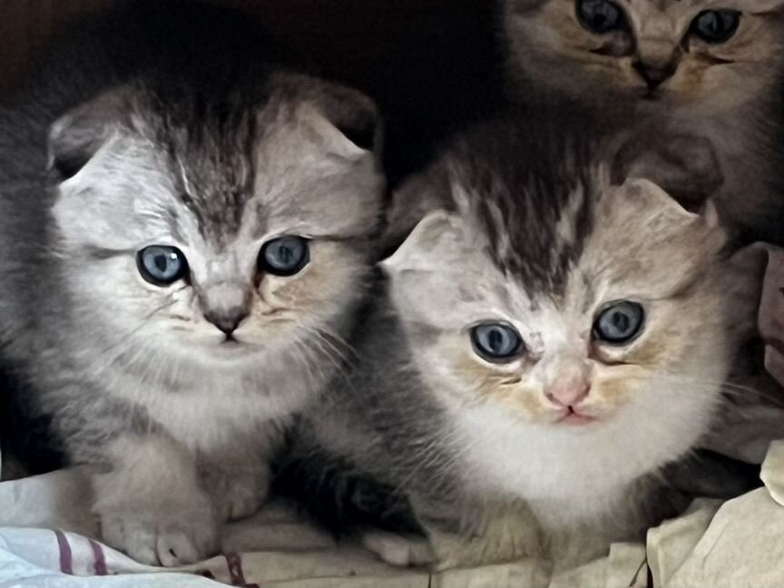 Продам вислоухие котята