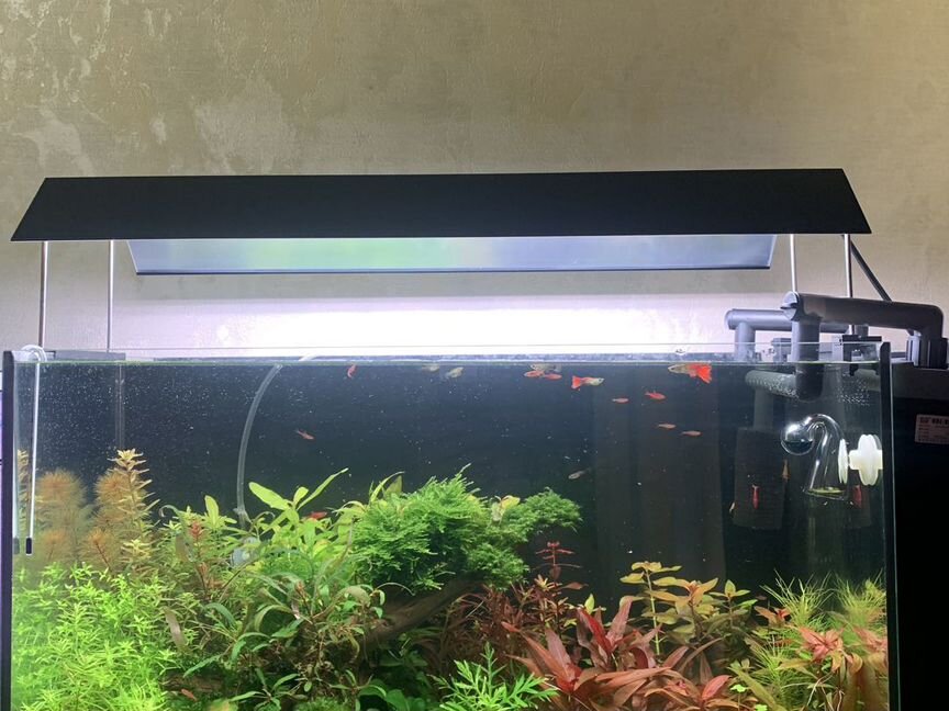 Аквариумные растения