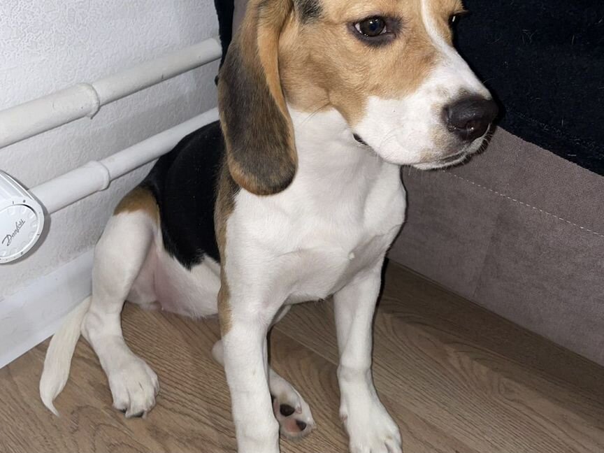 Щенок бигль девочка