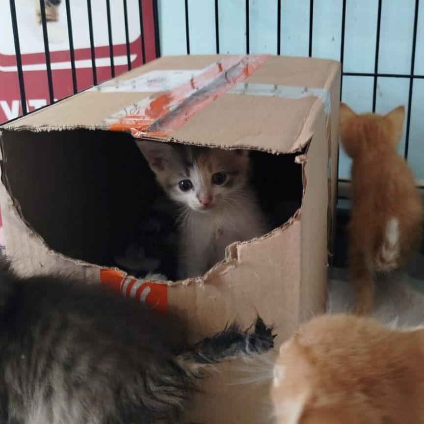Котята ищут дом