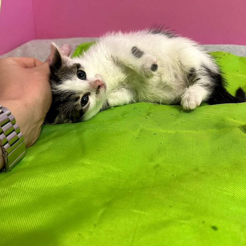 Котёнок девочка. 1,5 мес