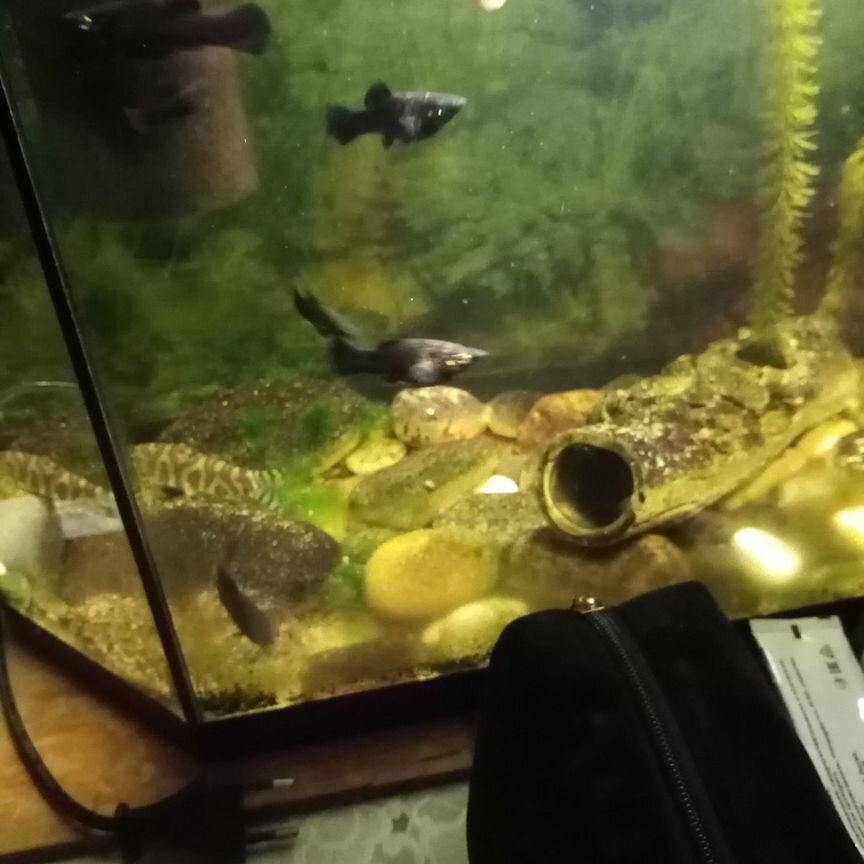 Молинезии Боция