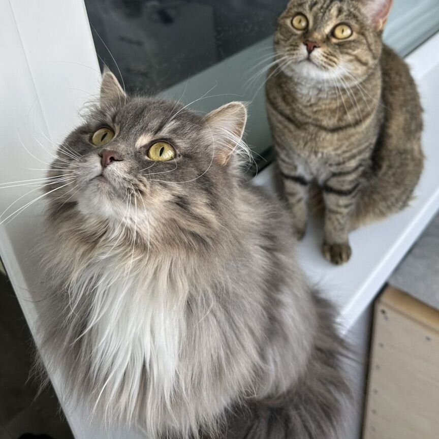 Взрослая, кошка в добрые руки