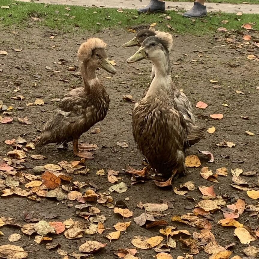 Утки хохлатые