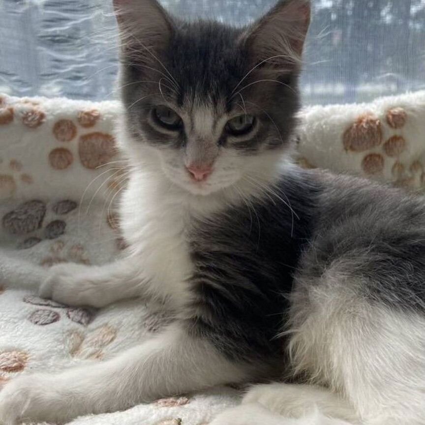 Чудесные котята