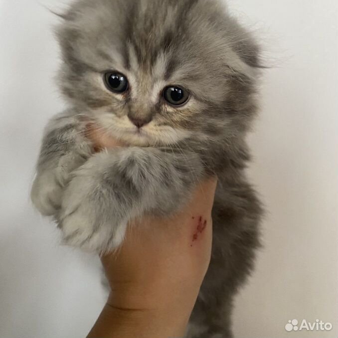 Шотланский вислоухий котенок