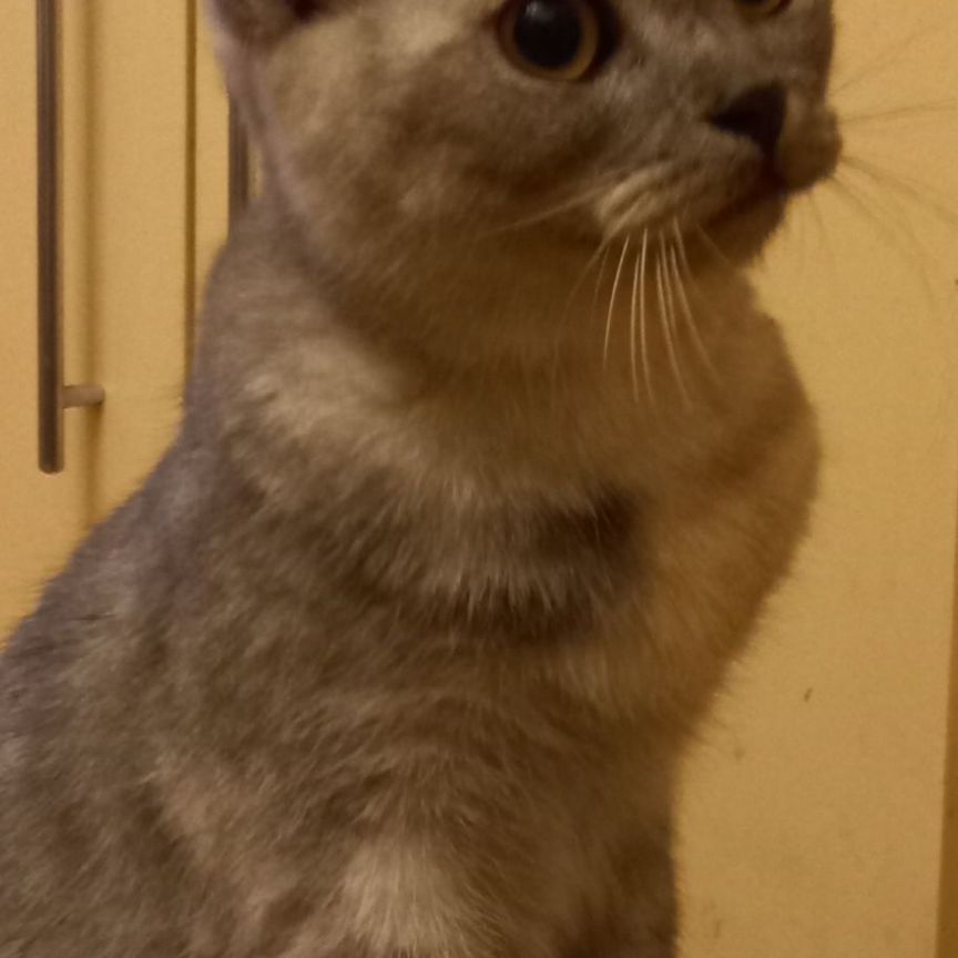 Шотландский парень