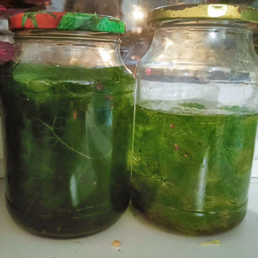 Трава для аквариума