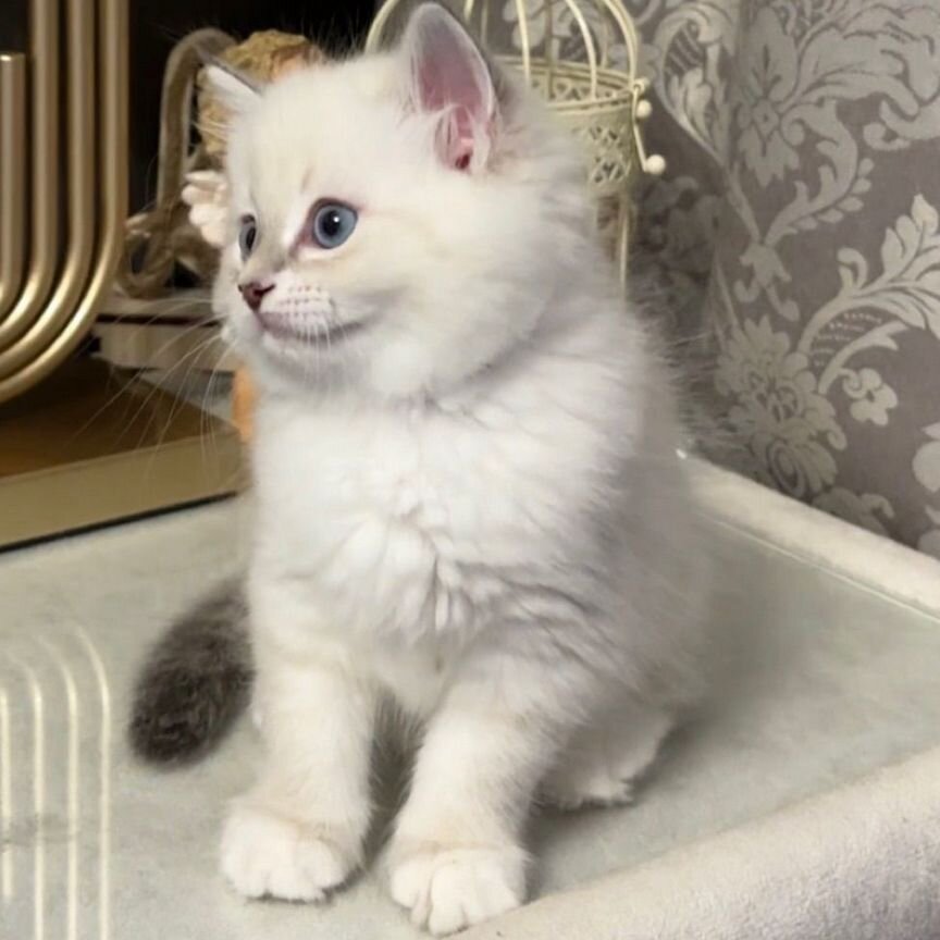 Невский маскарадный котёнок