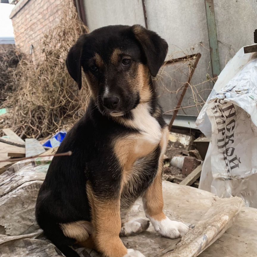 Щенок в добрые руки бесплатно