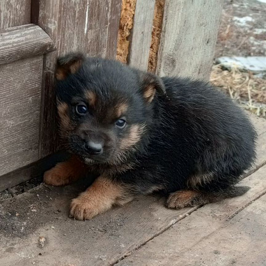 Немецкая овчарка, щенок