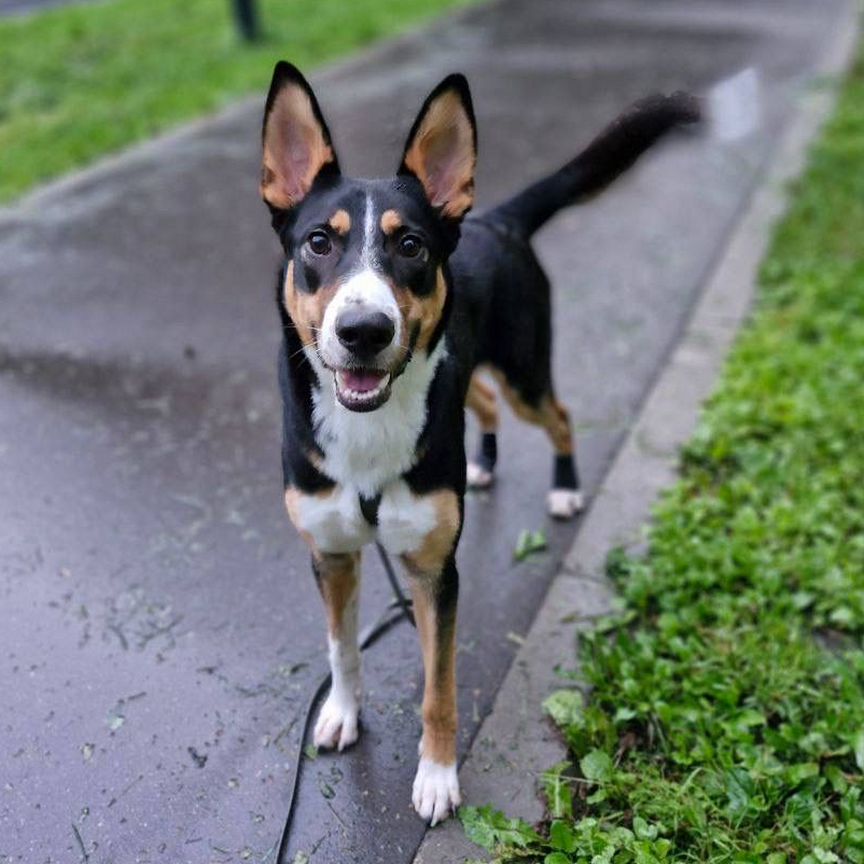 Взрослый пёс в добрые руки