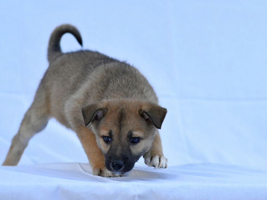 Щенок Линда в добрые руки