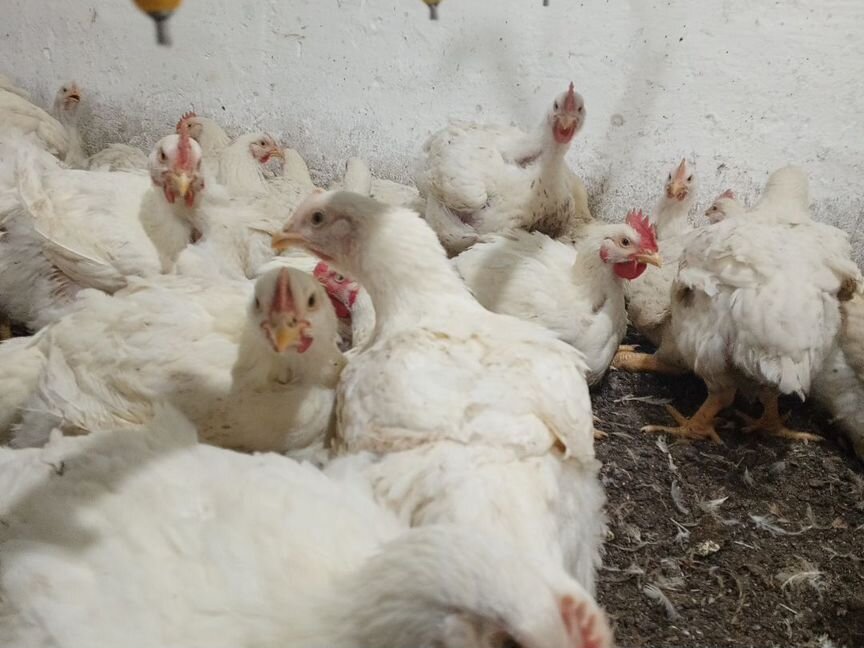 Домашние куры бройлеры Кобб 500