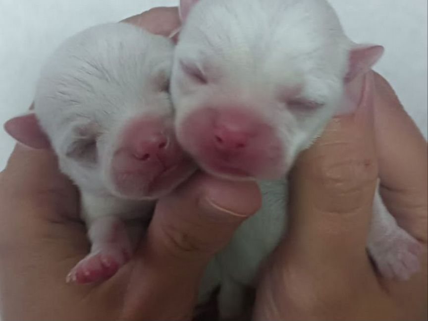 Щенки чихуахуа