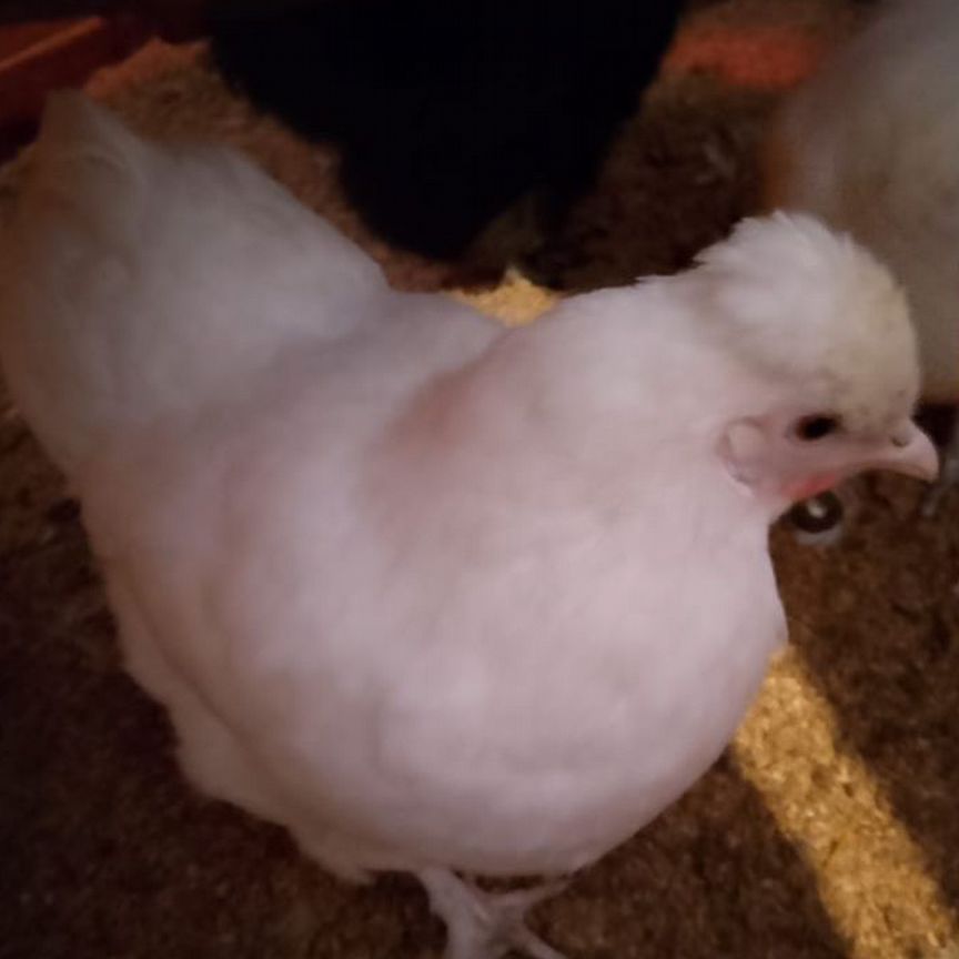 Куры несушки