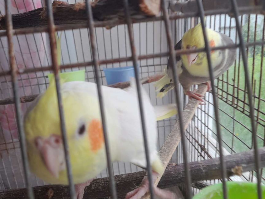 Попугай корелла