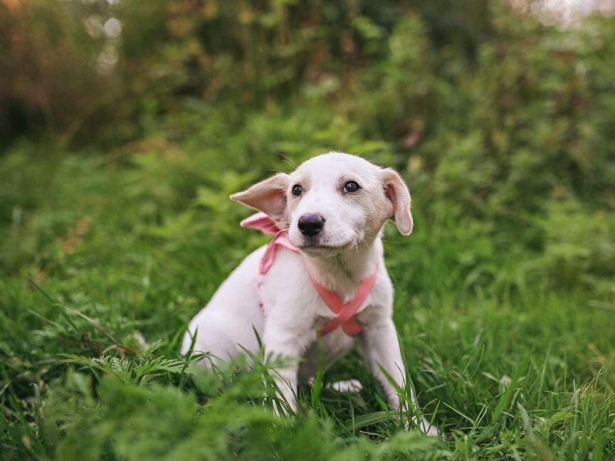 Ангелок ищет дом бесплатно