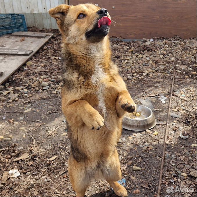 Веня небольшой и супер ласковый