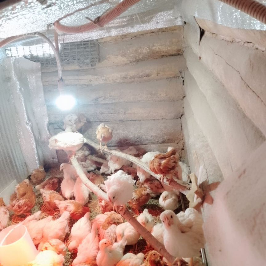 Курицы несушки молодки