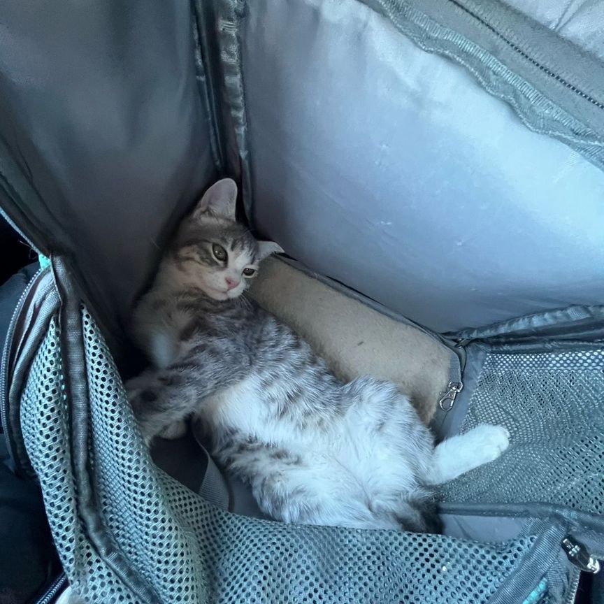 Котёнок в добрые руки