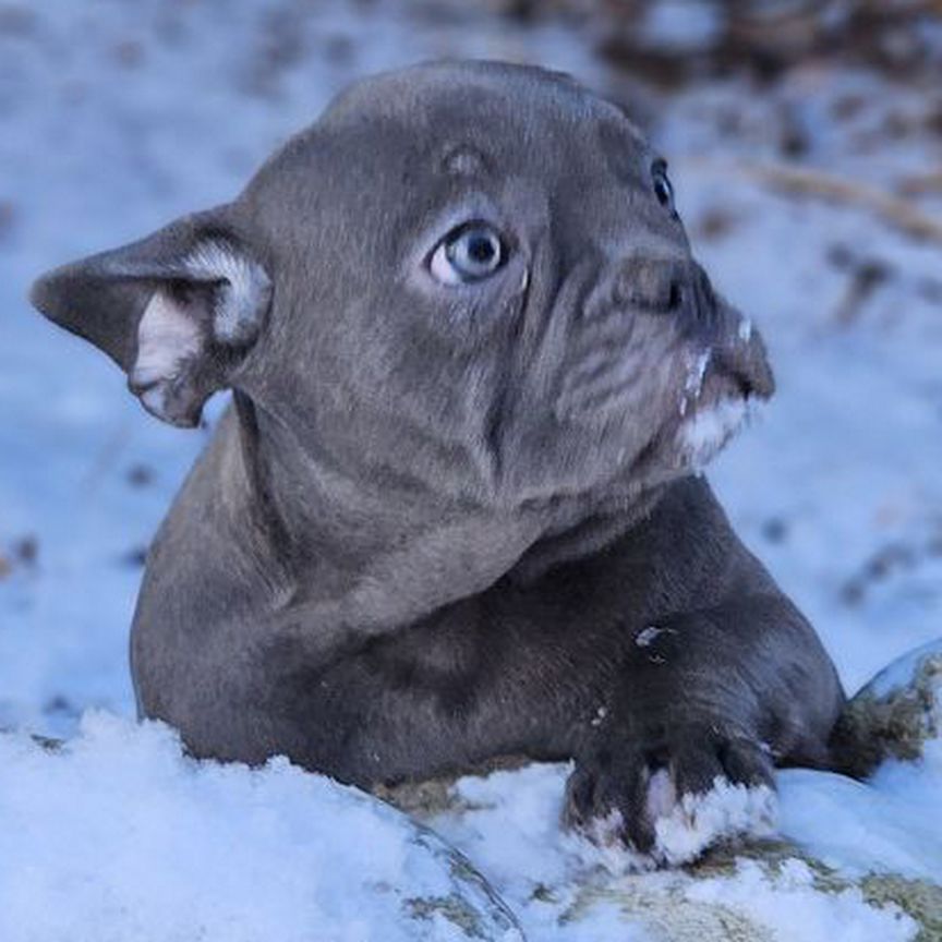 Французский бульдог, щенок