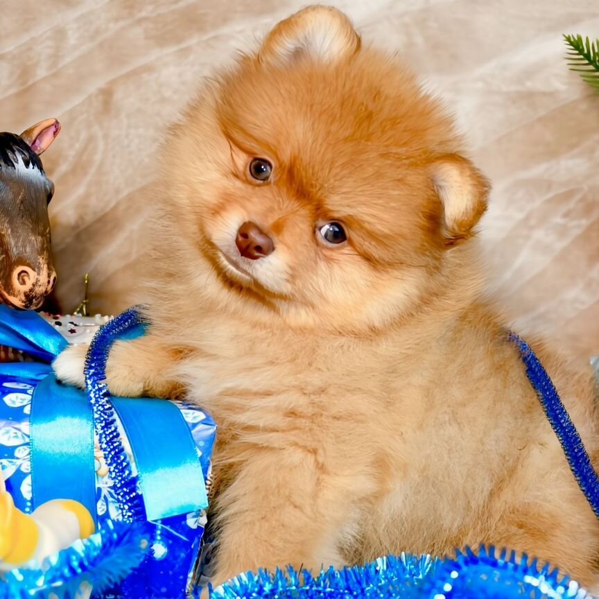 Немецкий шпиц, щенок