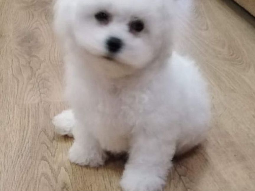 Щенки бишон фризе