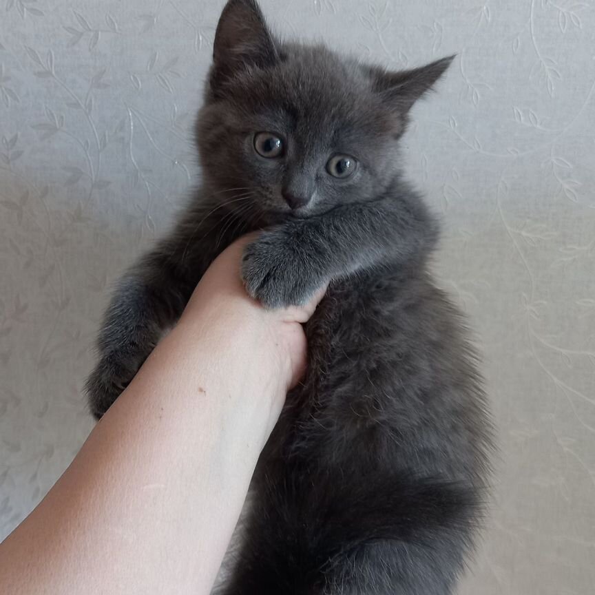 Русский голубой котёнок