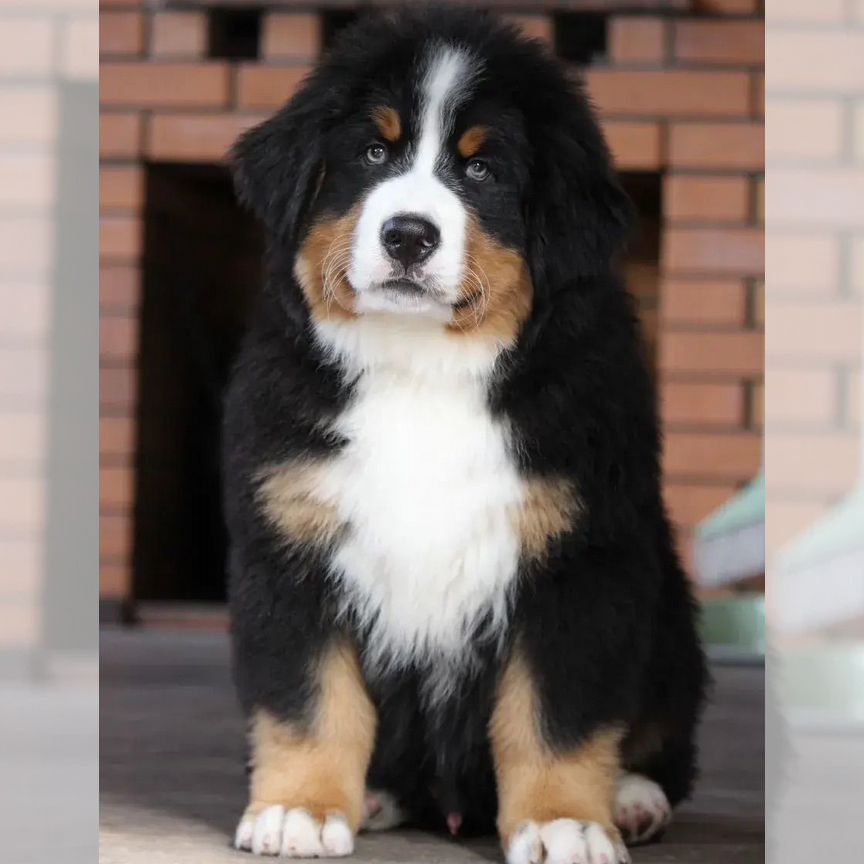 Бернский зенненхунд, щенок