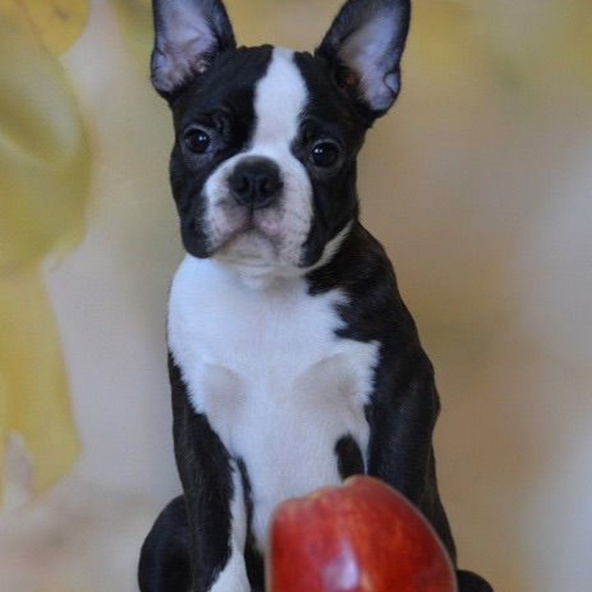 Очаровательный мальчик бостон терьер