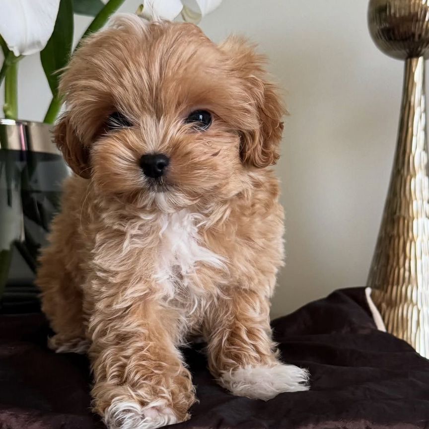 Мальтипу, щенок