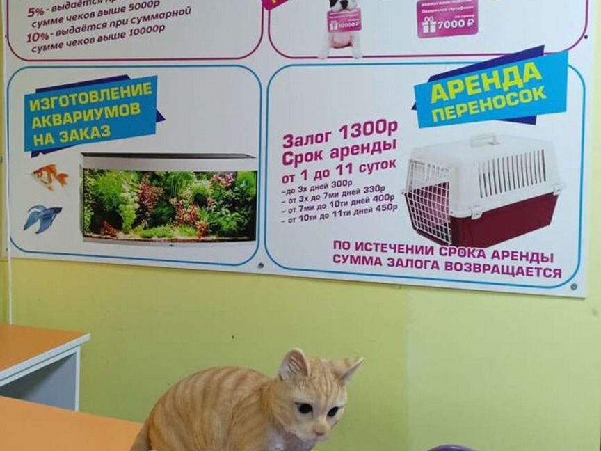 Товары для животных