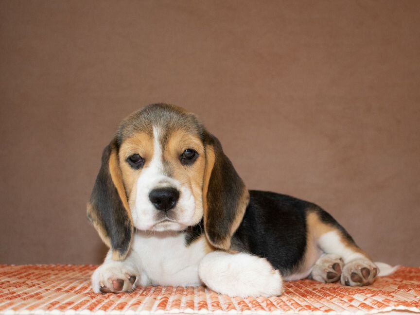 Щенки бигля