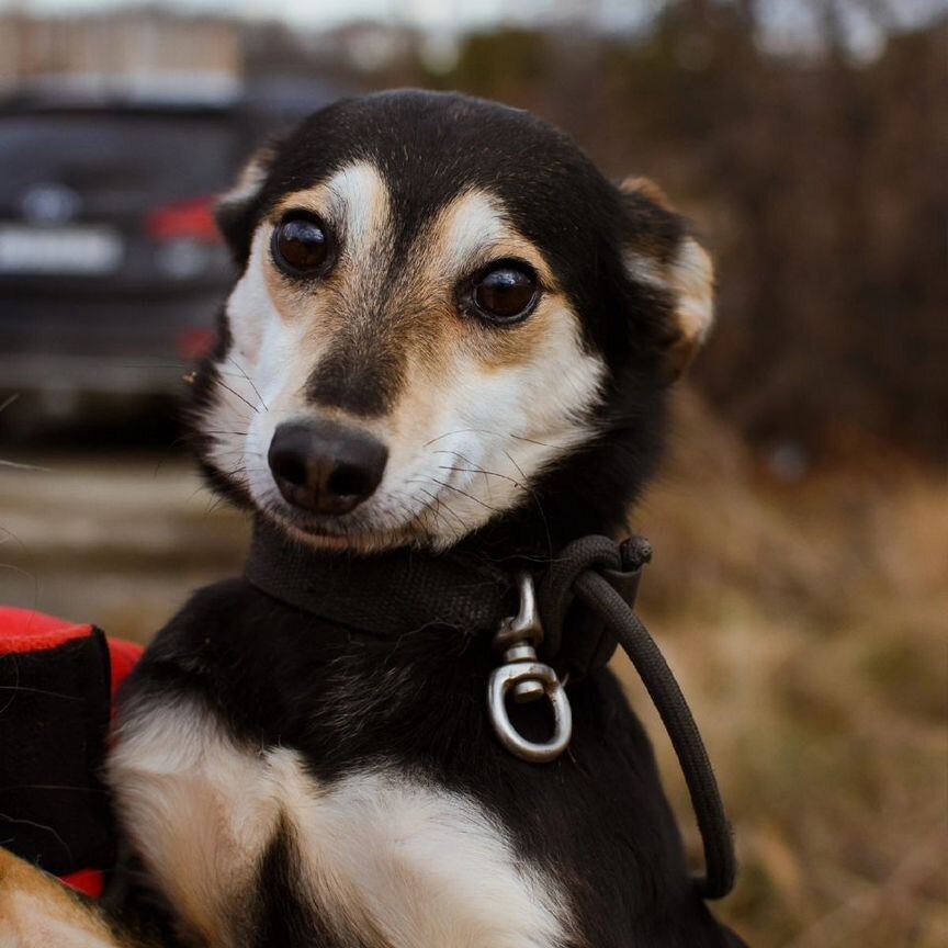 Некрупная собака. Привита, стерилизована. Доставка